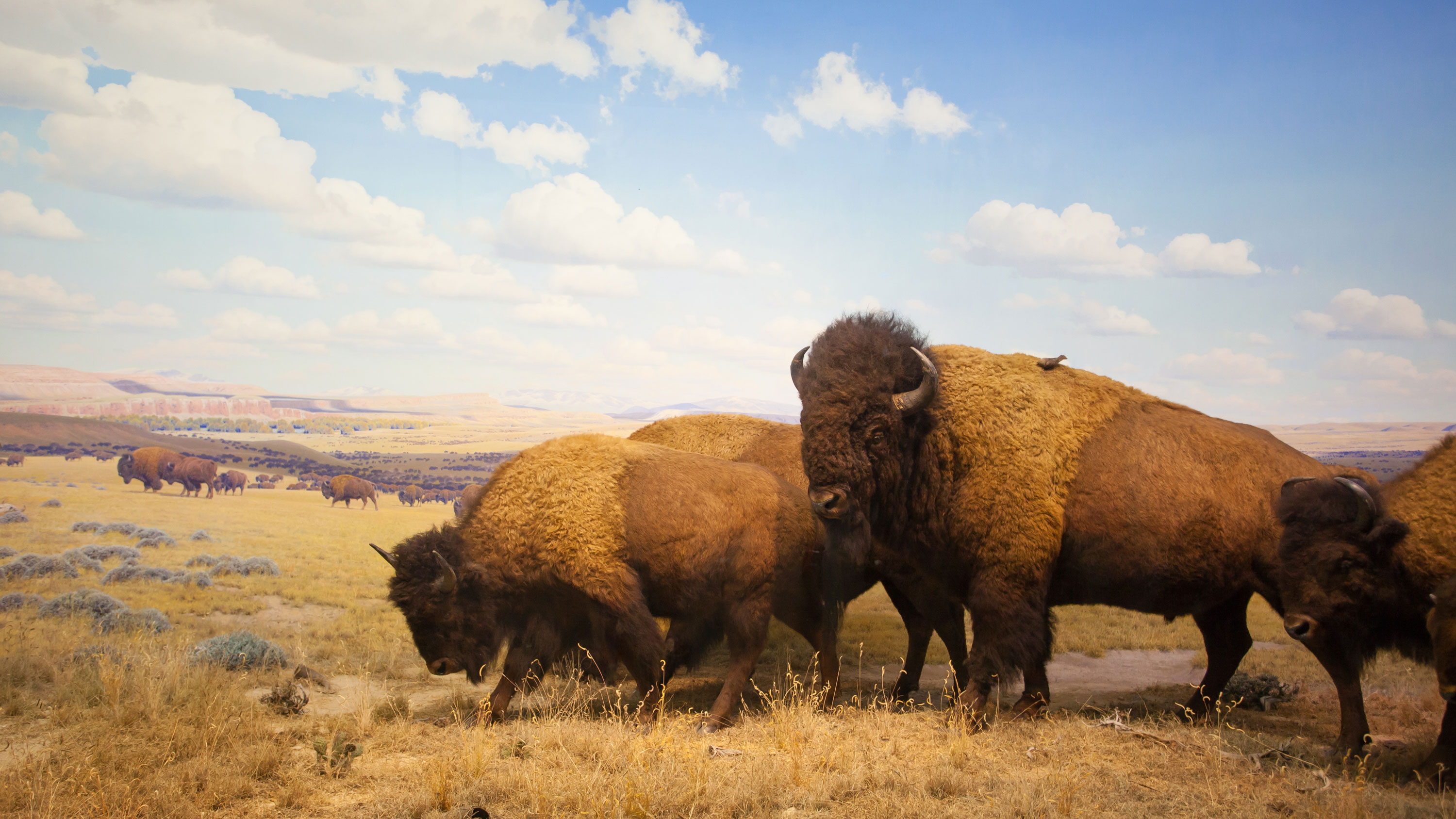The Slaughter of the Bison and Reversal of Fortunes on the Great Plains ...